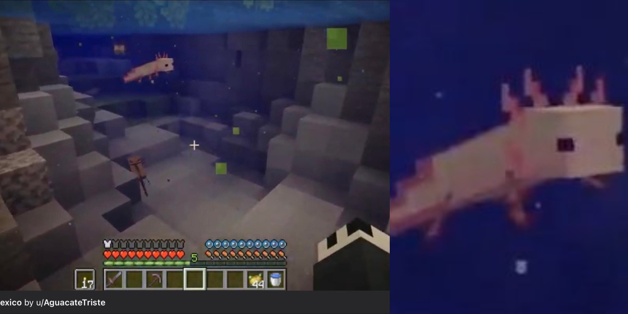 *¡Los ajolotes llegaron en la nueva actualización de Minecraft* y son ...