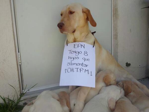 Se suman más mascotas a la manifestación perrona