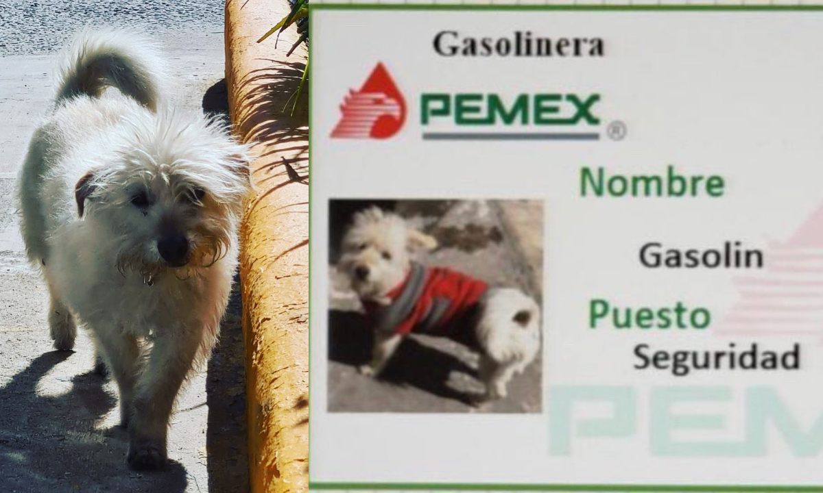 Conoce a Gasolín, *el perro que trabaja en una gasolinera ¡y es famoso ...