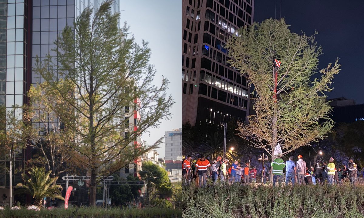 Listo para echar raíces por dos mil años: ya quedó *instalado el ...