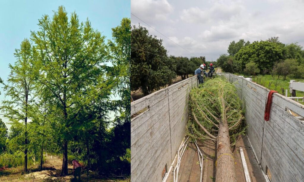 De Nuevo León a la CDMX: *así es el ahuehuete que sustituye a la palma ...