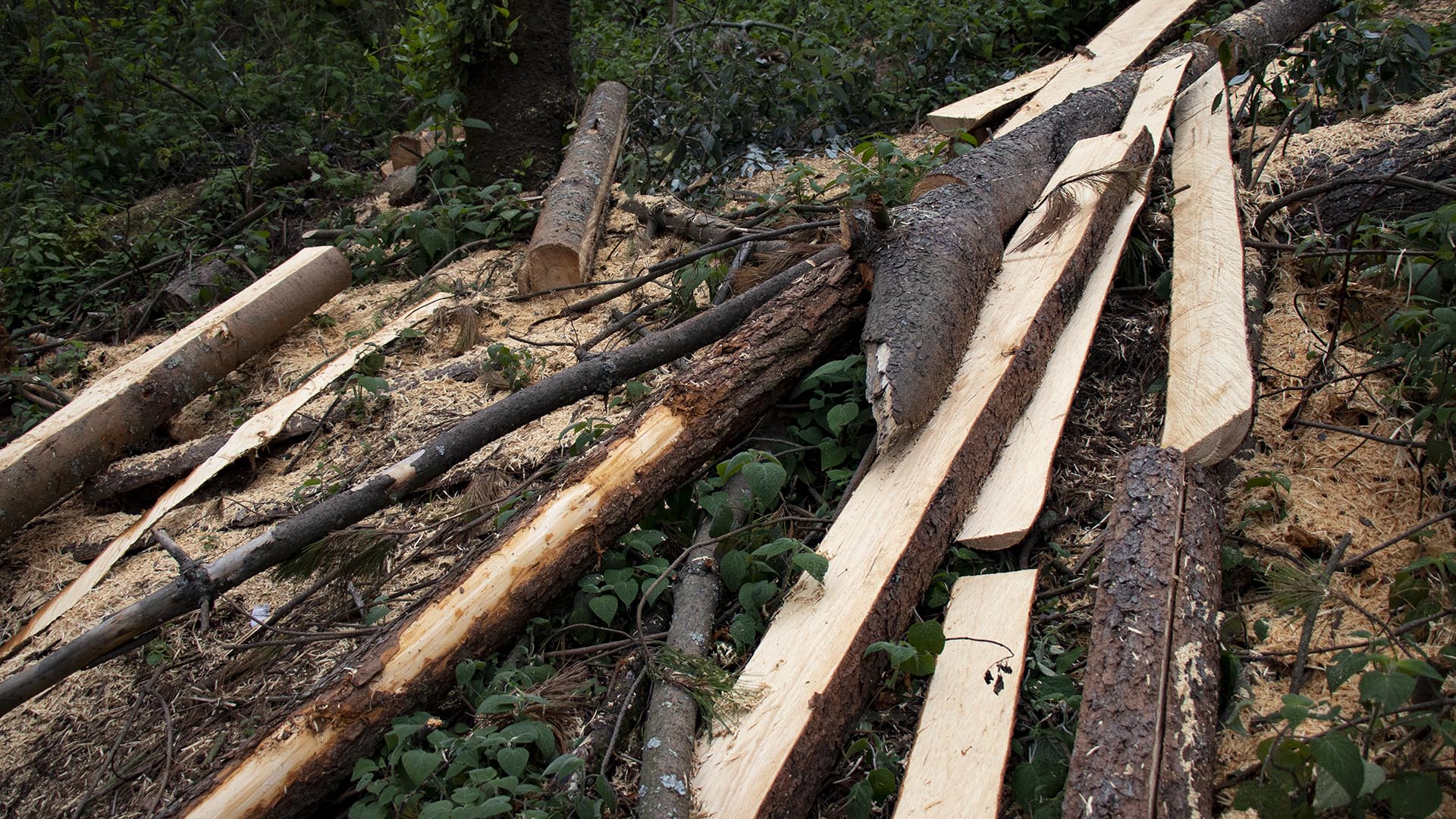 El Gran Bosque de Agua, en peligro por la tala