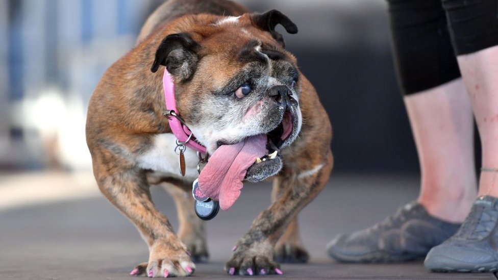Zsa Zsa, la bulldog elegida el perro más feo del mundo