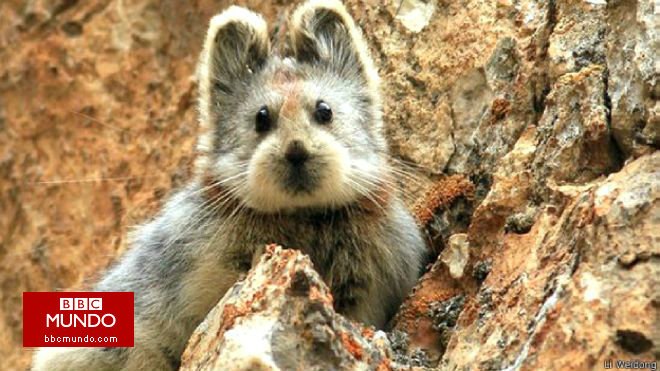 El tierno roedor chino que esta a punto de extinguirse y es sensación ...