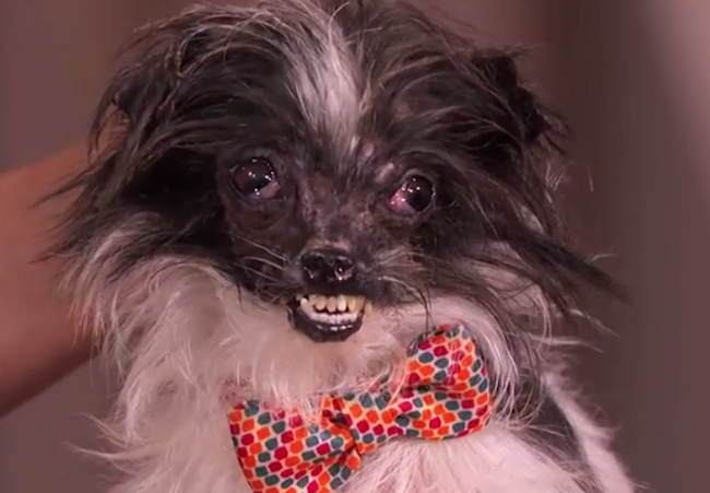 Un cambio de look para el Perro más feo del mundo