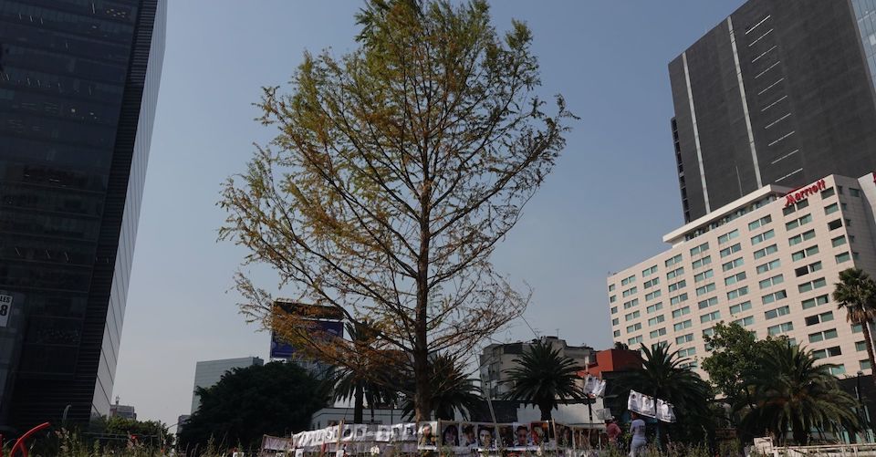 Ahuehuete de Reforma está en adaptación; perderá hasta 40% de follaje ...