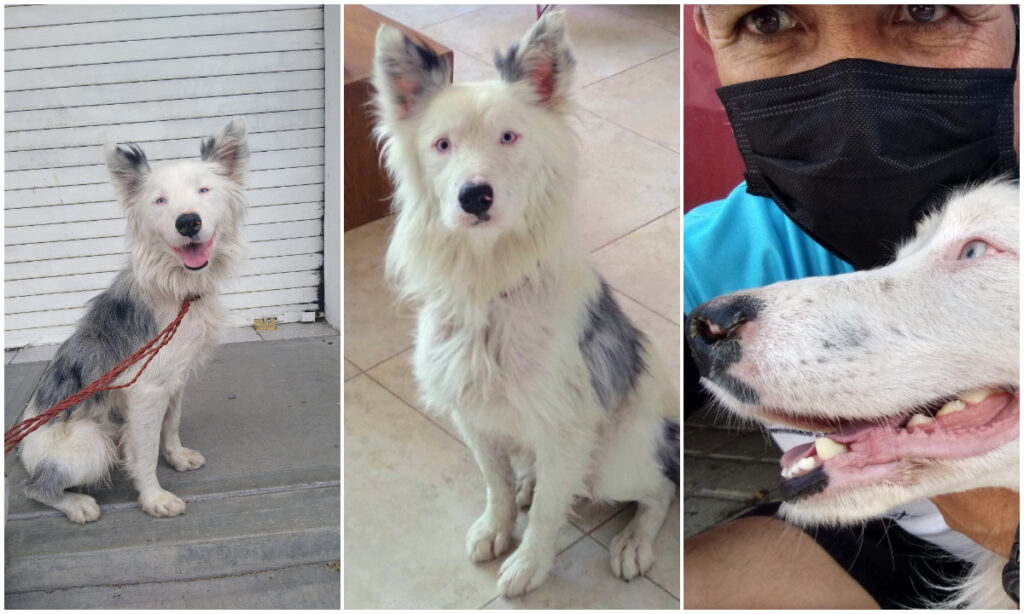 Se me metió una historia bonita al ojo: *’Blue’, el perrito rescatado ...