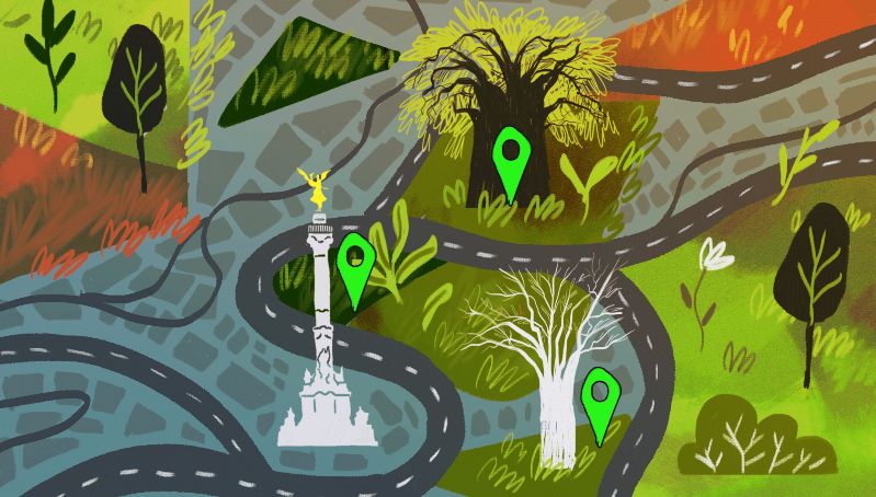 Para admirar, querer y cuidar: Conoce los árboles más asombrosos de la ...