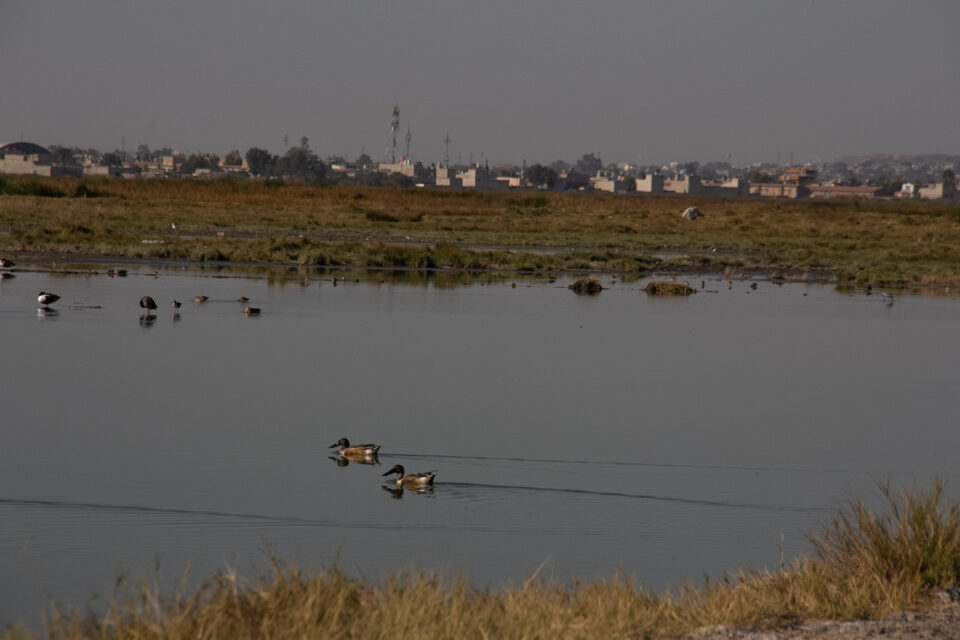 El proyecto de protección para el Lago de Texcoco ignora la ...