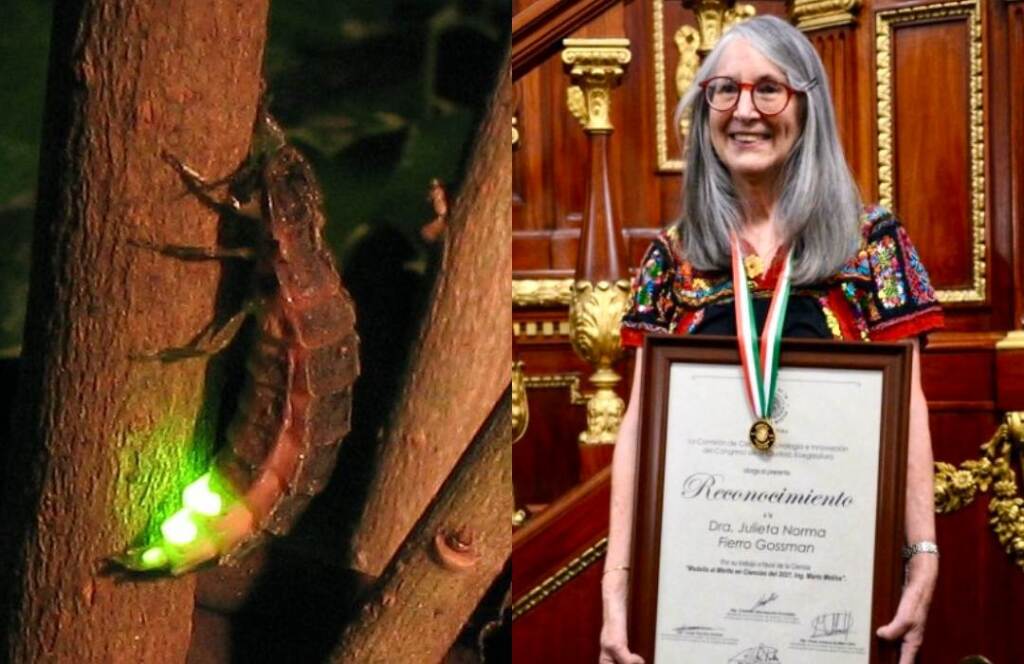 Nombran una especie de luciérnaga en honor a la astrónoma mexicana ...