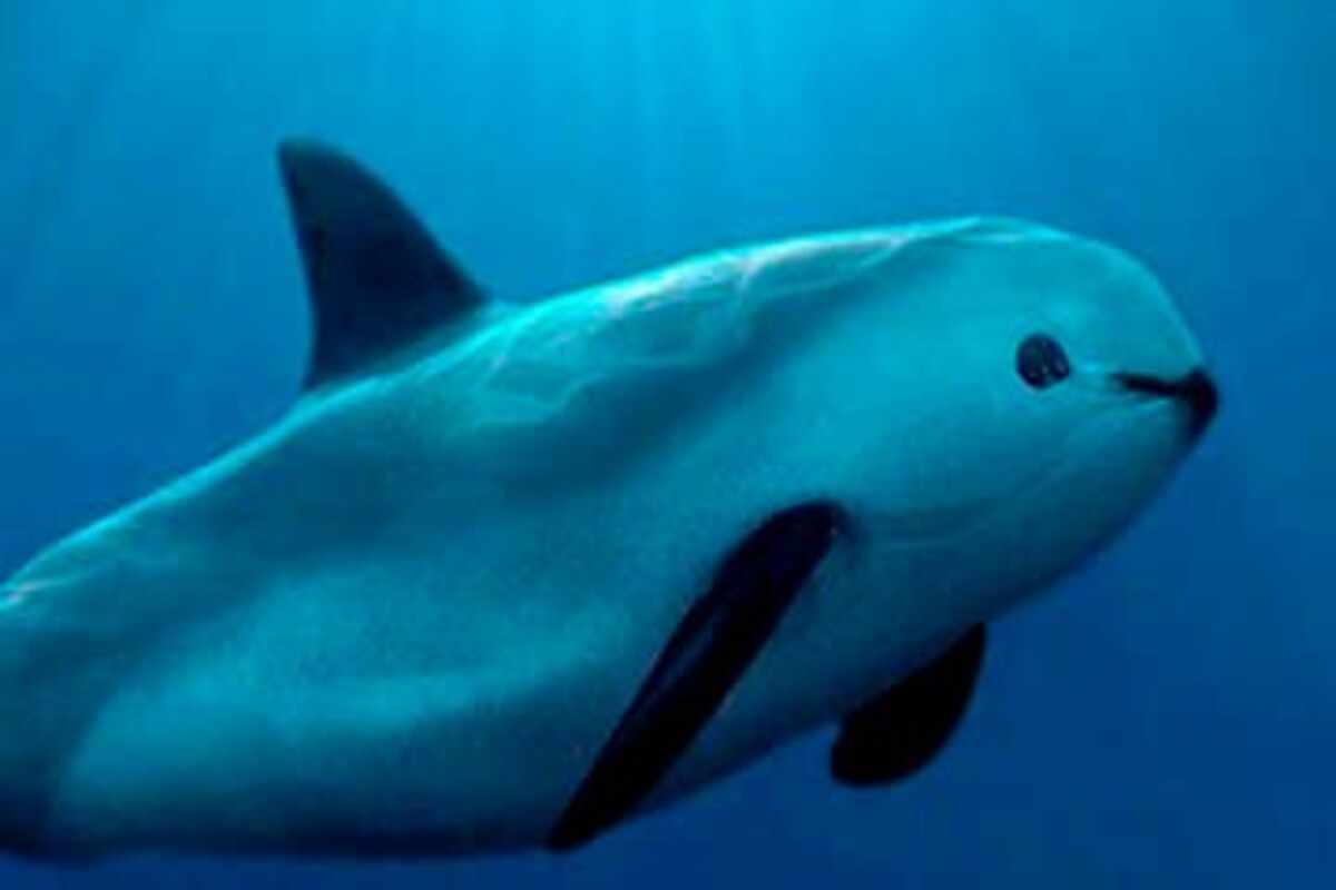 Vaquita marina: por qué EU evaluará a México sobre su protección y qué ...