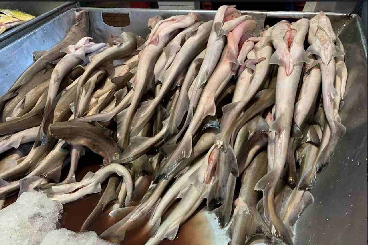 Cómo Obtiene Su Comida Un Tiburón Cazón