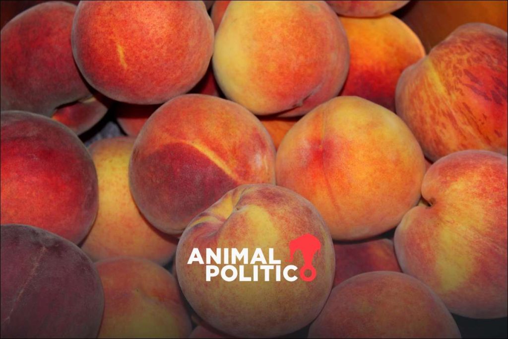 Cofepris Alerta Por Frutas Importadas Contaminadas Con Bacteria Listeria