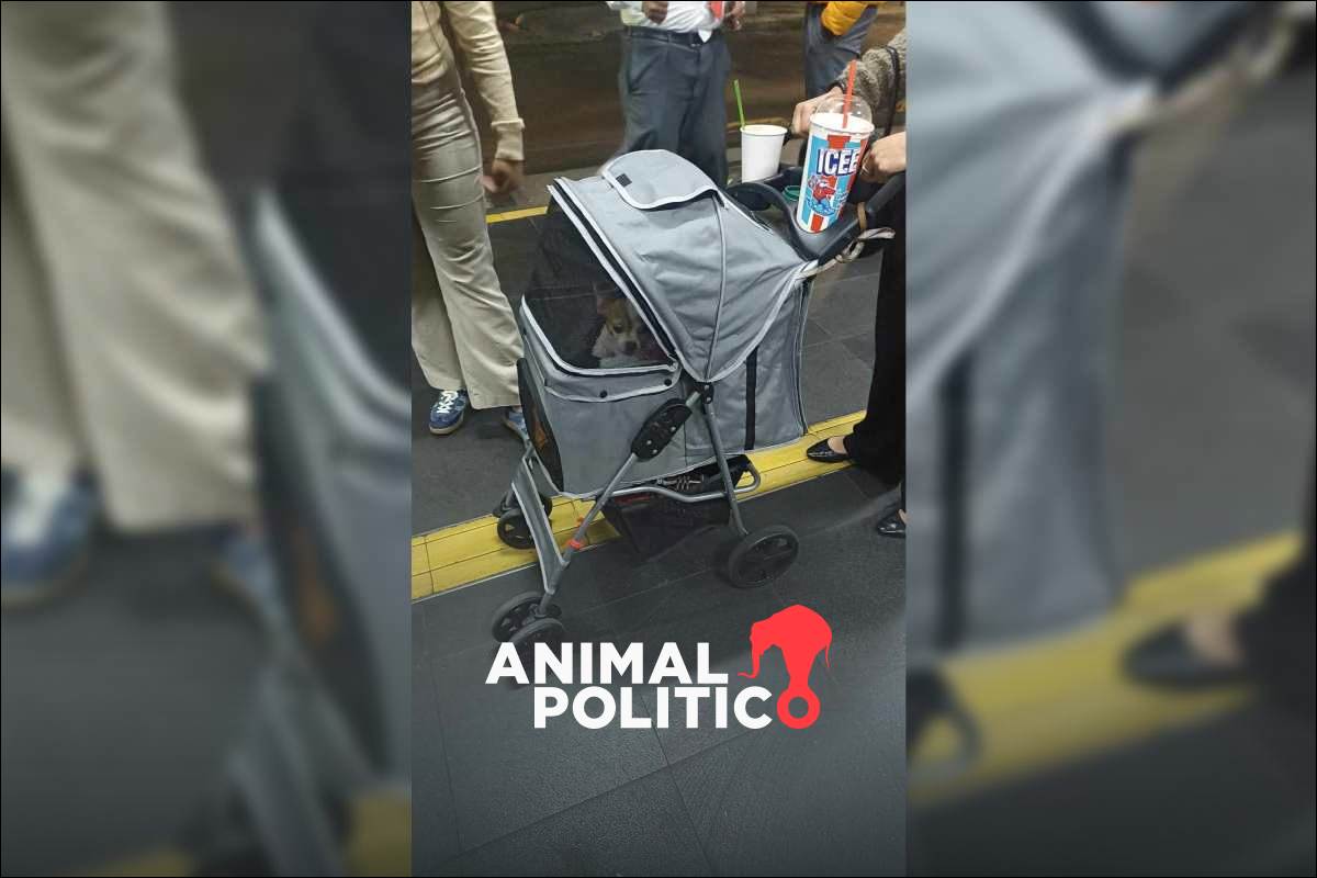 Lomito viajero: Estas son las formas en las que tu mascota puede viajar ...