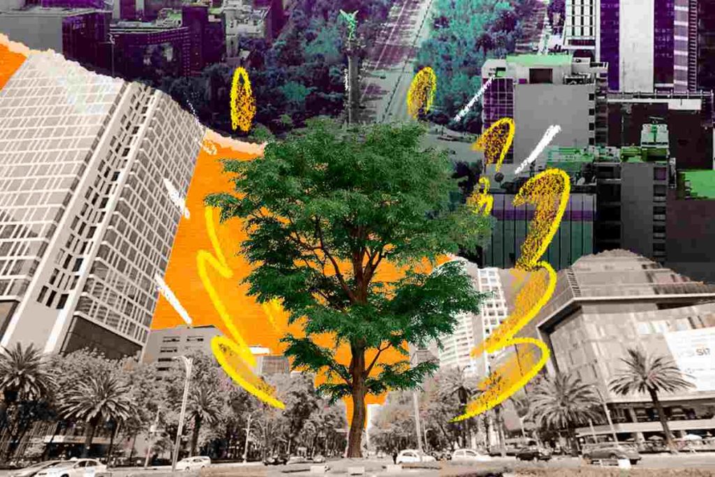 Por qué el ahuehuete de Reforma reverdece a pesar de la contaminación y ...