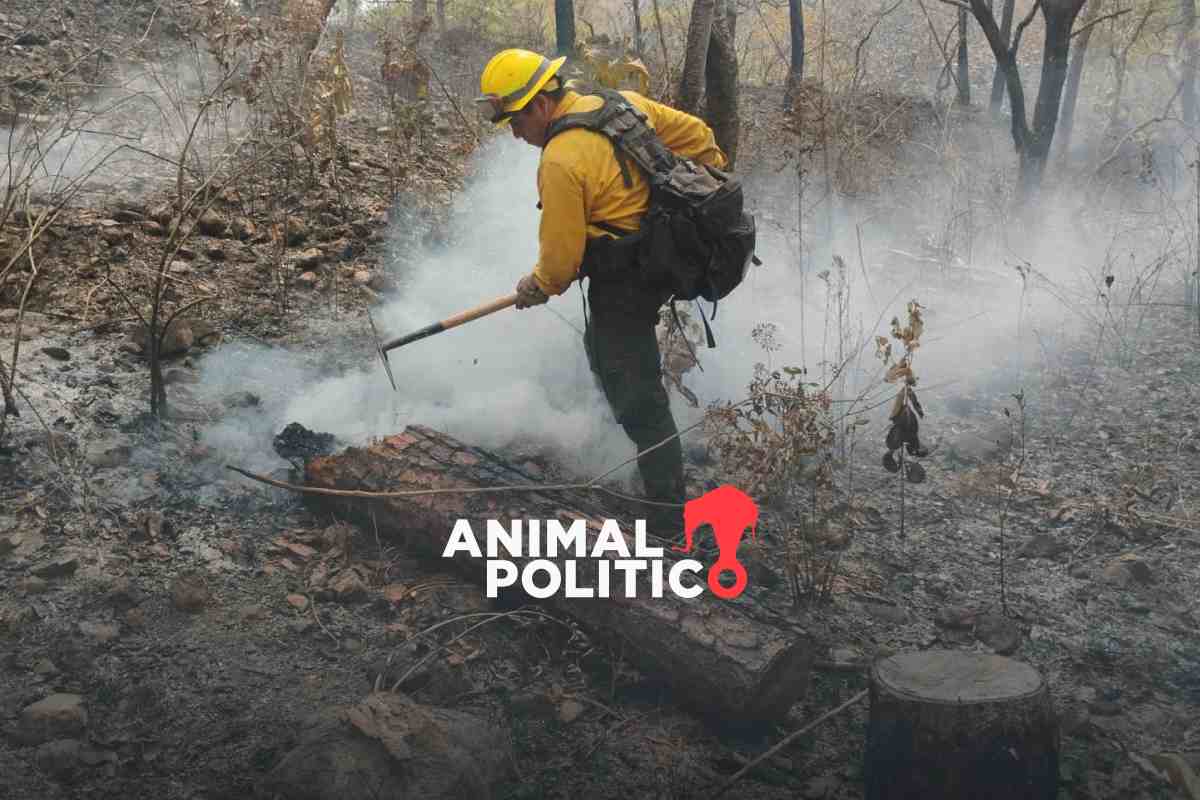 Brigadistas de Protección Civil combaten incendios en Guerrero con ...