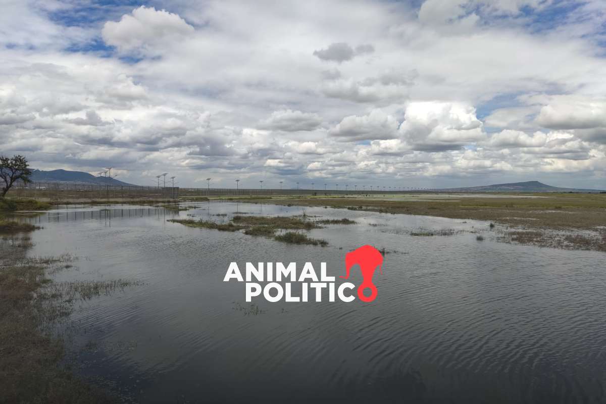 Lago de Texcoco, el área protegida emblema del sexenio de AMLO, entre ...