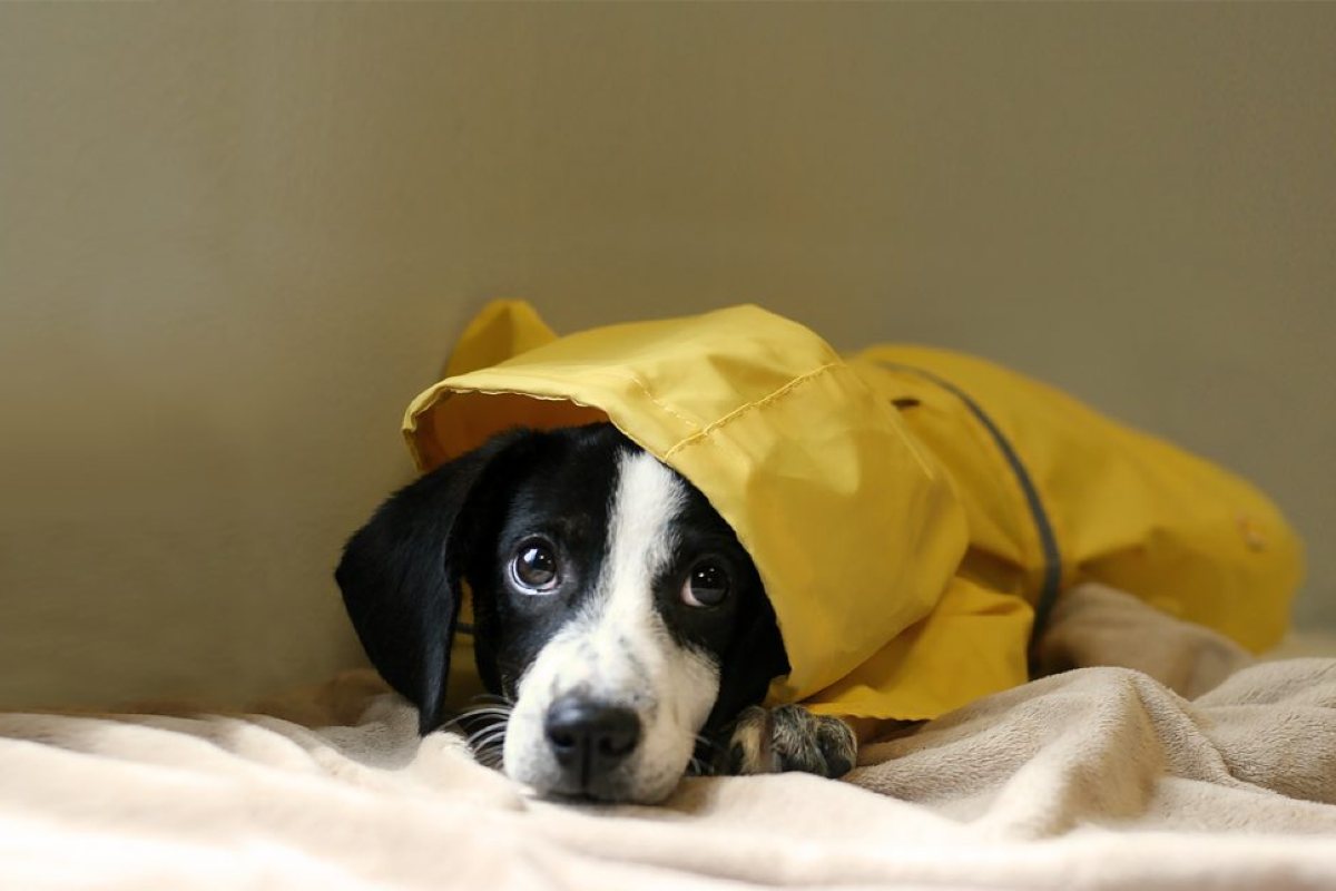 Activan refugios temporales para animales en Quintana Roo por huracán Beryl: te decimos dónde quedan
