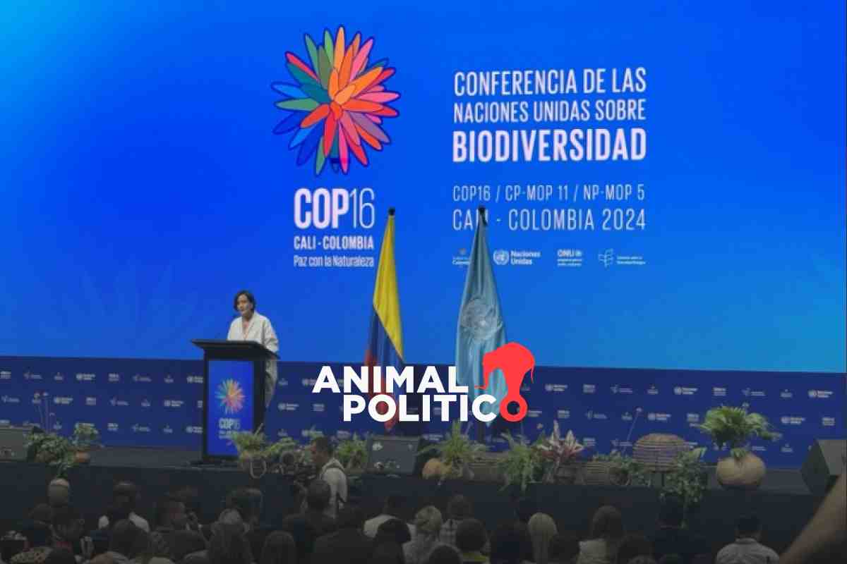 COP16 de Biodiversidad inicia con objetivo de crear fondo mundial para la conservación y los ...