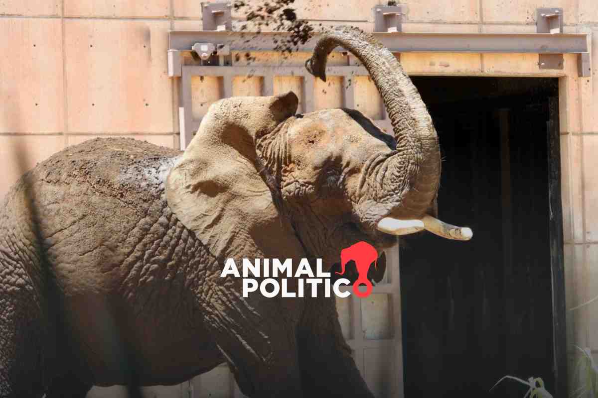 El caso de la elefanta Ely: La Suprema Corte se alista para marcar un ...