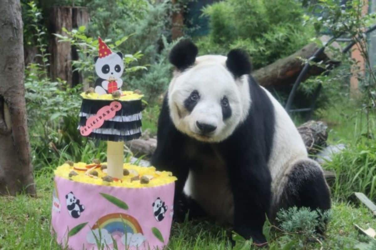 ¡Queremos pastel! Celebra el cumpleaños de Xin Xin, la panda gigante mexicana