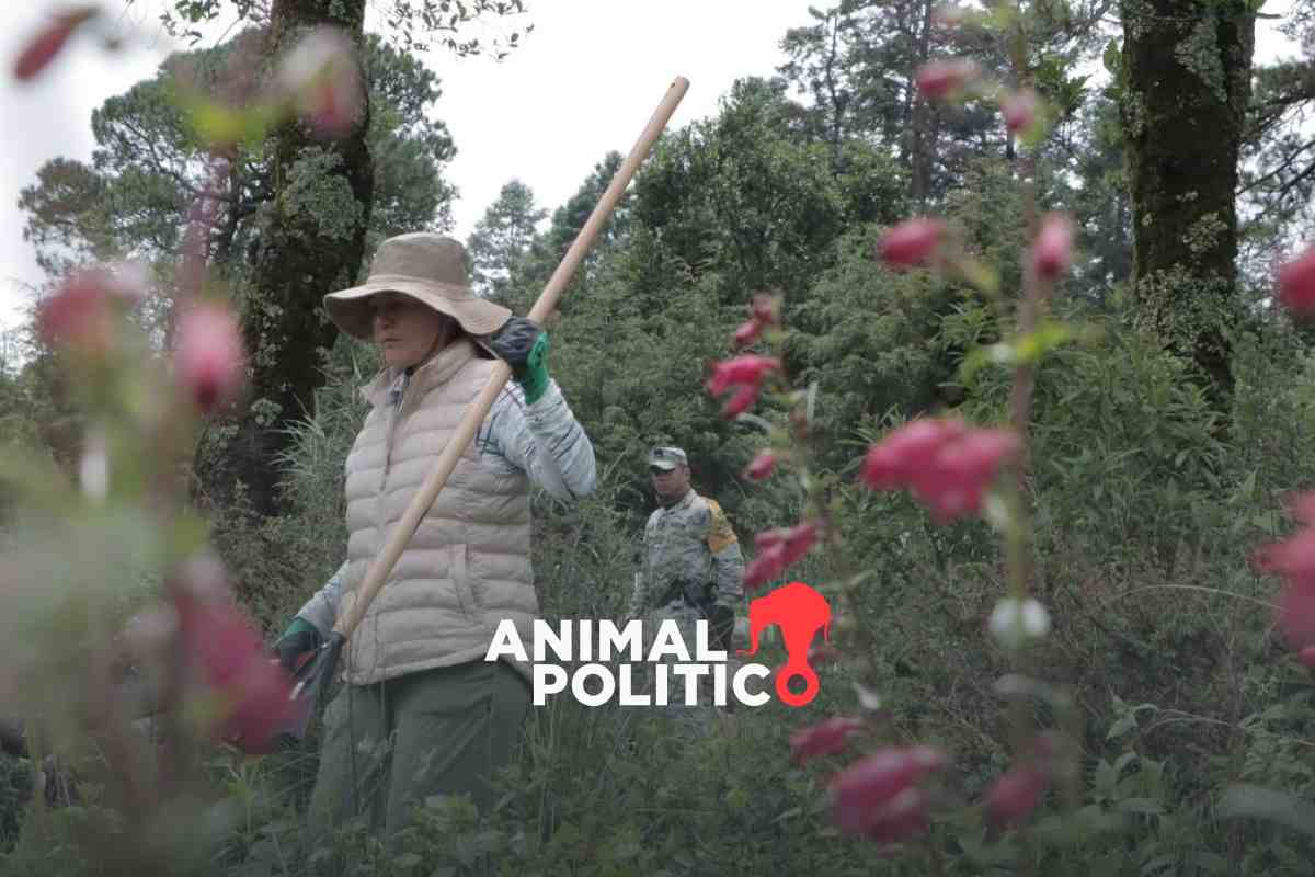 “Buscar a mi hija en el Ajusco, como hallar una aguja en un pajar”, dice mamá de Ana Amelí