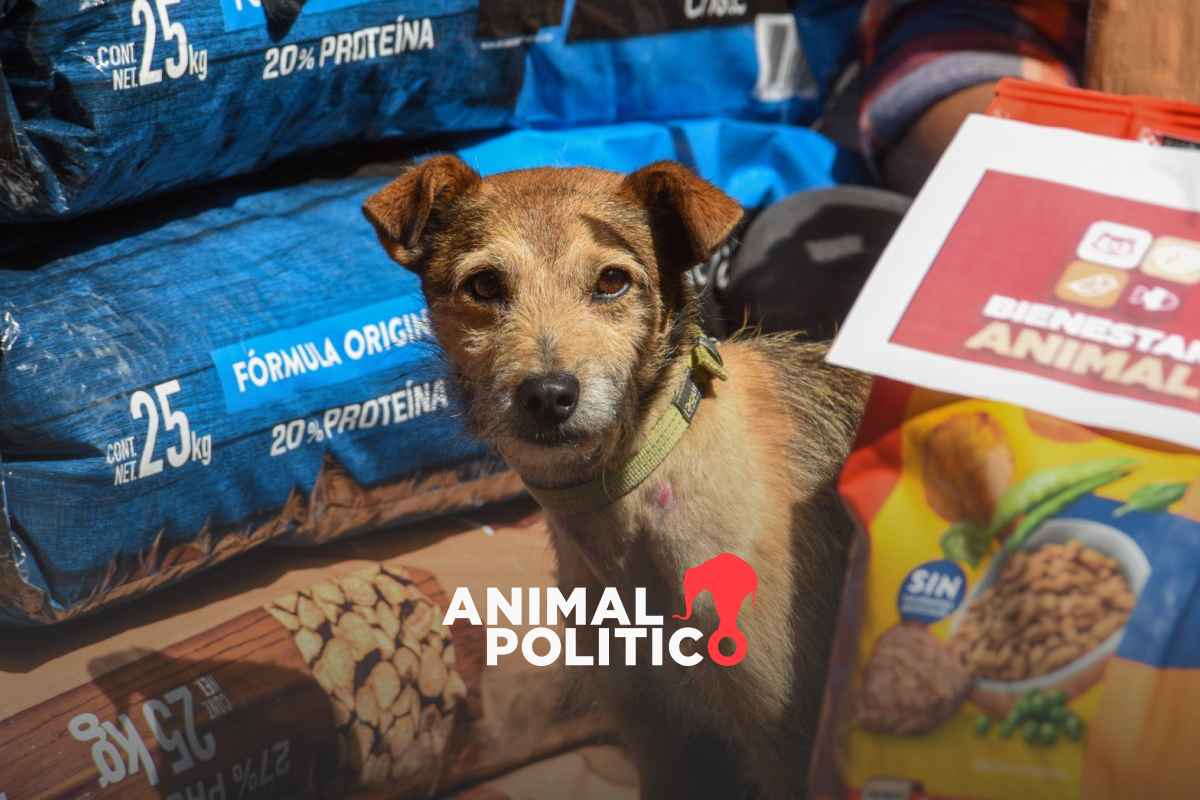 Proponen eliminar IVA en alimentos y medicinas para mascotas y hacer ...