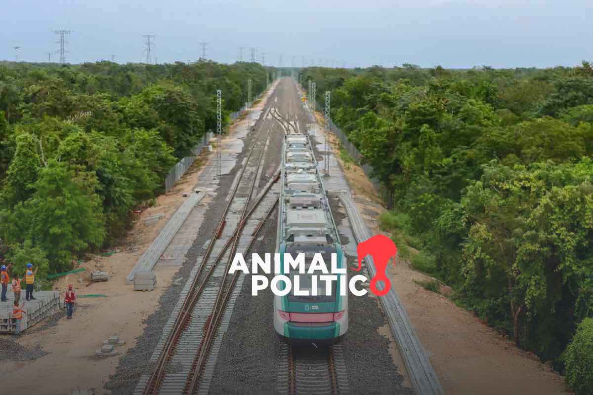 Tramos 5, 6 y 7 del Tren Maya agravan daños ambientales irreversibles y elevan la violencia en ...